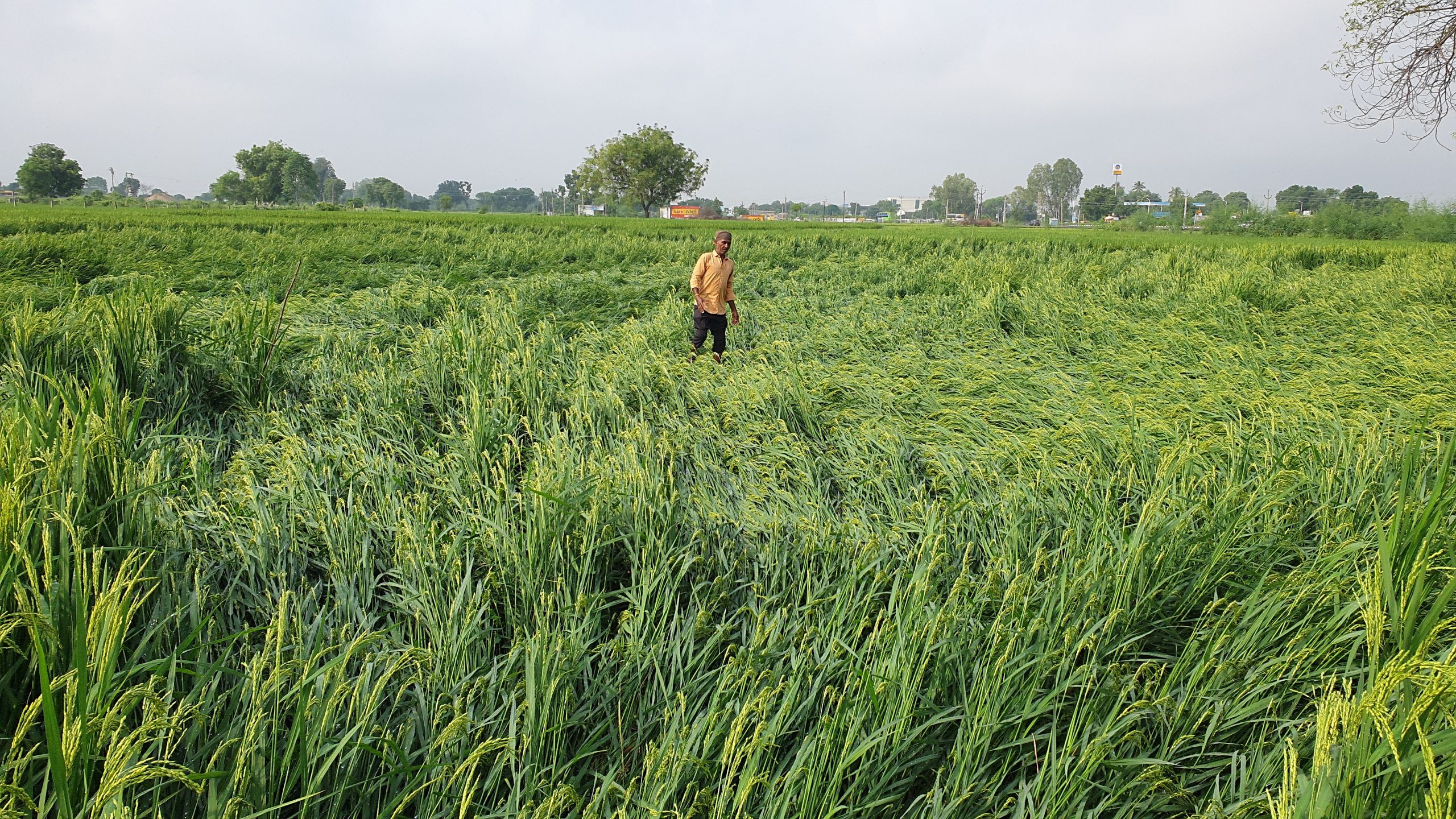 સાબરકાંઠામાં પાછોતરા વરસાદને લઈ ડાંગર જેવા પાકને વ્યાપક નુકસાન, ખેડૂતો ...