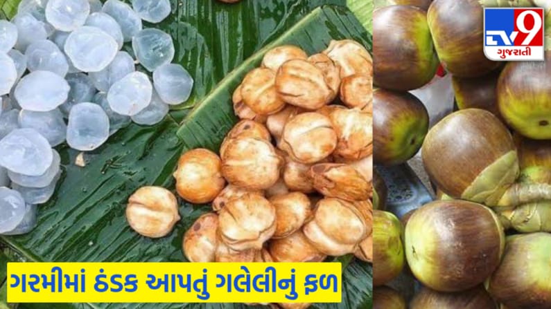 Photo: કાળઝાળ ગરમીમાં ઠંડક આપતા ફળ, ઈમ્યુનિટી બુસ્ટર એવા ગલેલીના ફળના ...