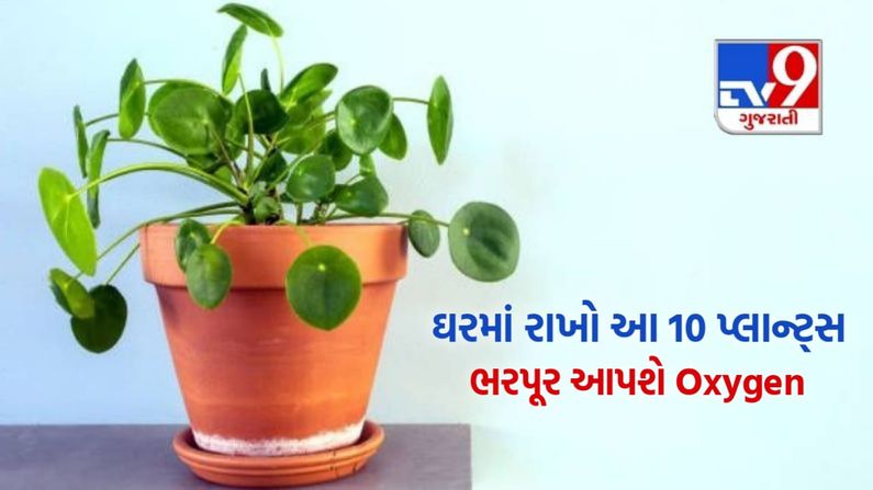 Oxygen Plants: NASAએ સૂચવ્યા એવા 10 રૂમ પ્લાન્ટ્સ, જે હવામાં રહેલા ...