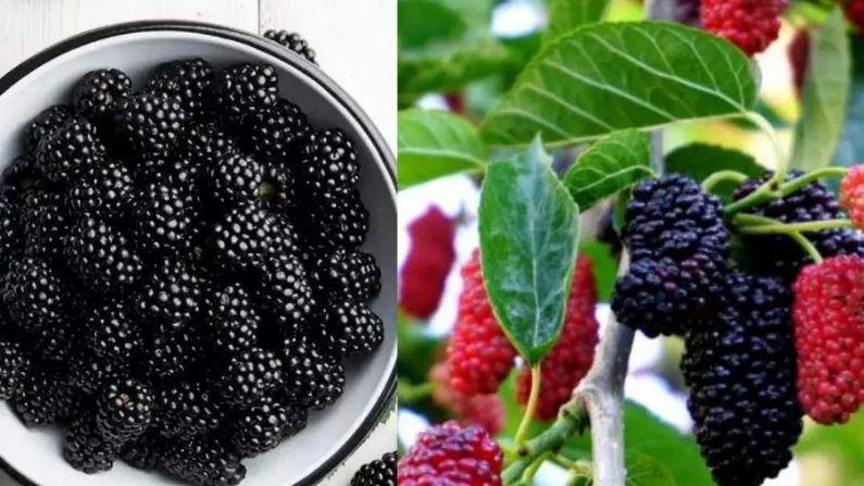 Health Tips: ઉચ્ચ પોષક મૂલ્યોથી ભરપૂર શેતુર છે આરોગ્ય માટે શ્રેષ્ઠ ...