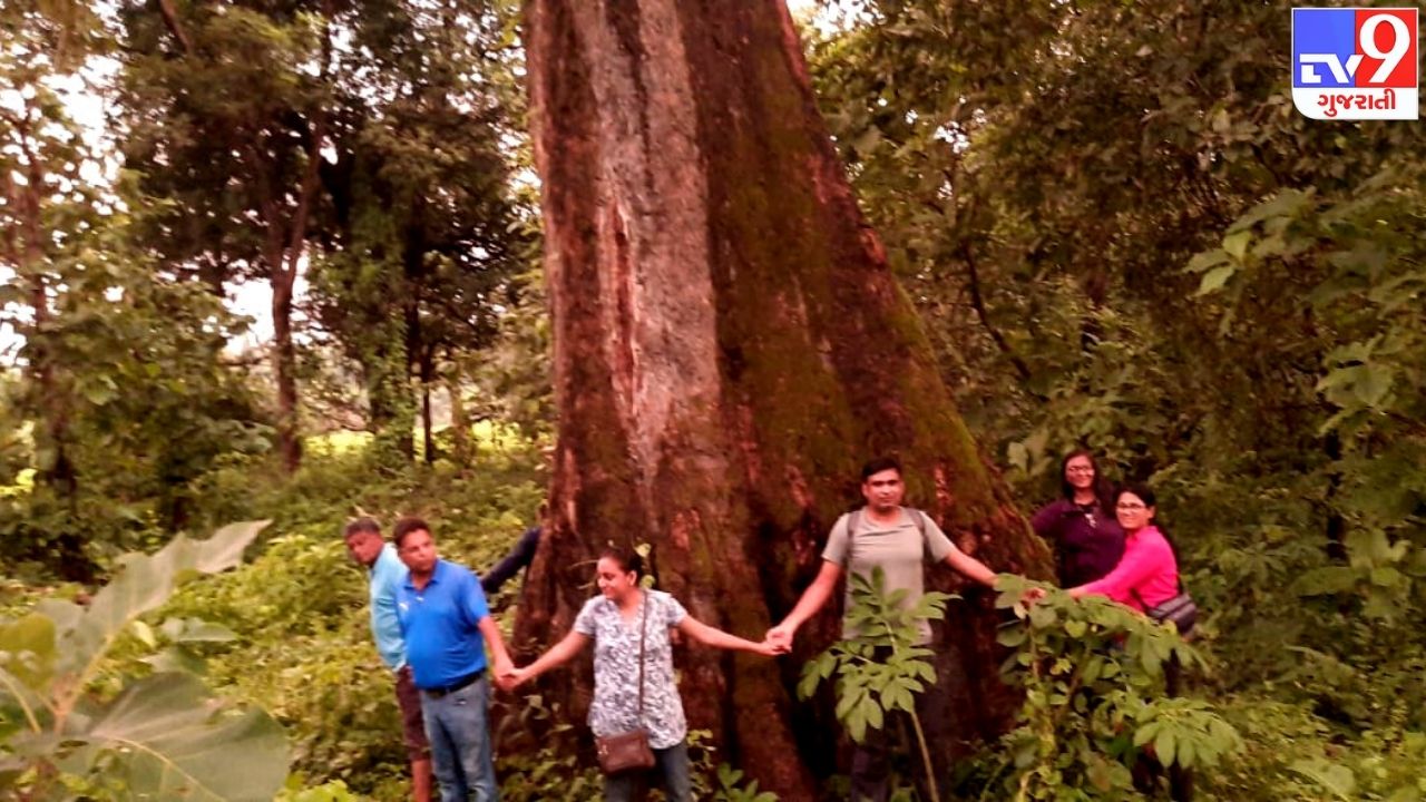 Tapi: ગુજરાતનું સૌથી જૂનું 500 વર્ષનું બહેડાનું વૃક્ષ તાપી જિલ્લાના ...