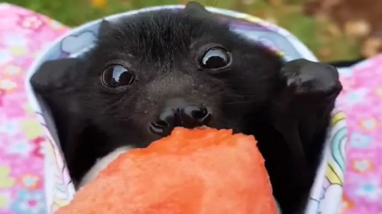 Viral Video : ચામાચીડિયાએ પહેલીવાર ચાખ્યું તરબૂચ, પછી આપી આવી ફની ...