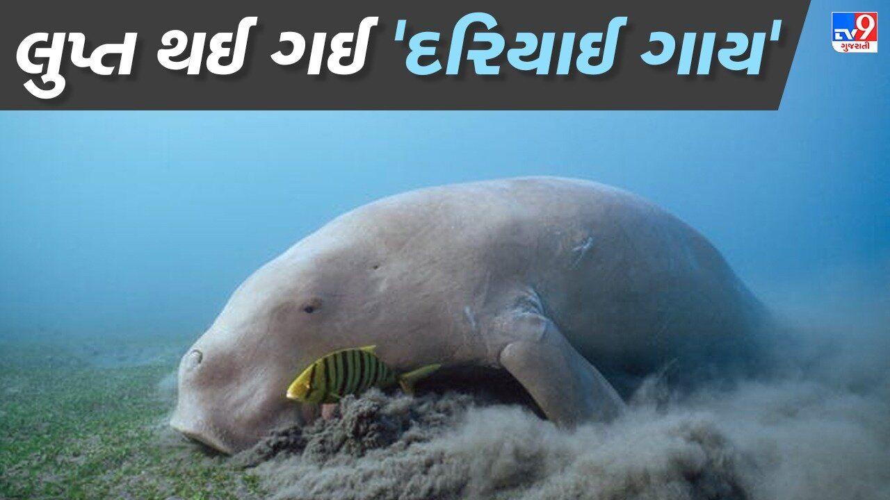 લુપ્ત થઈ ગઈ 'દરિયાઈ ગાય', આ દેશમાં જોવા મળતી હતી આ દુર્લભ પ્રજાતિ ...