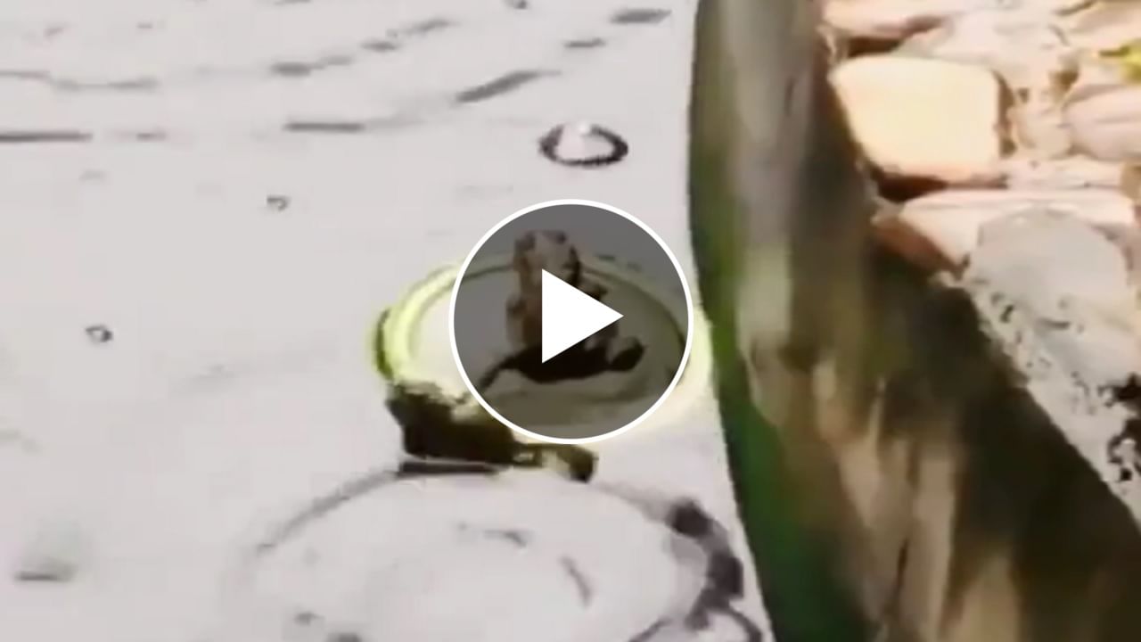 Frog Funny Viral Video : આ તો જબરૂ...દેડકાનો આવો 'પગ ખેંચાતો' વીડિયો ...