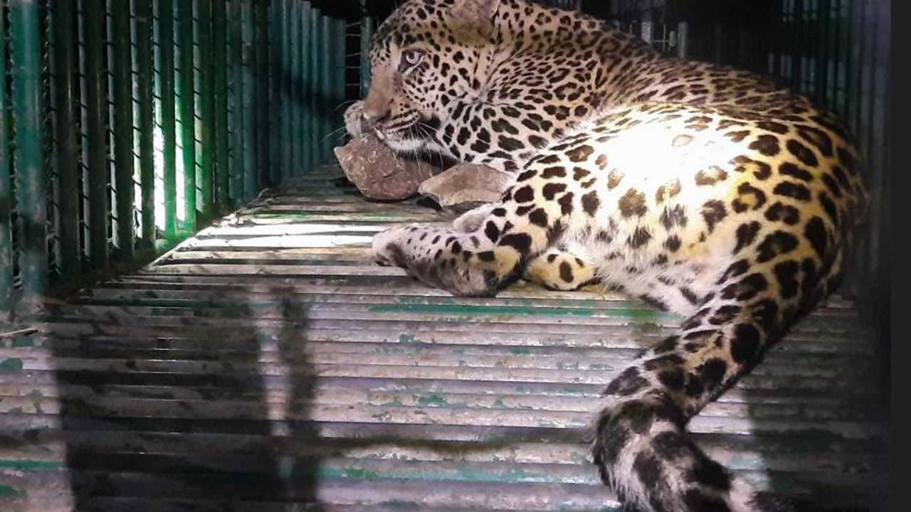 Amreli: બાળકીનો શિકાર કરનારી દીપડી આખરે પાંજરે પૂરાઈ, તંત્ર અને ...