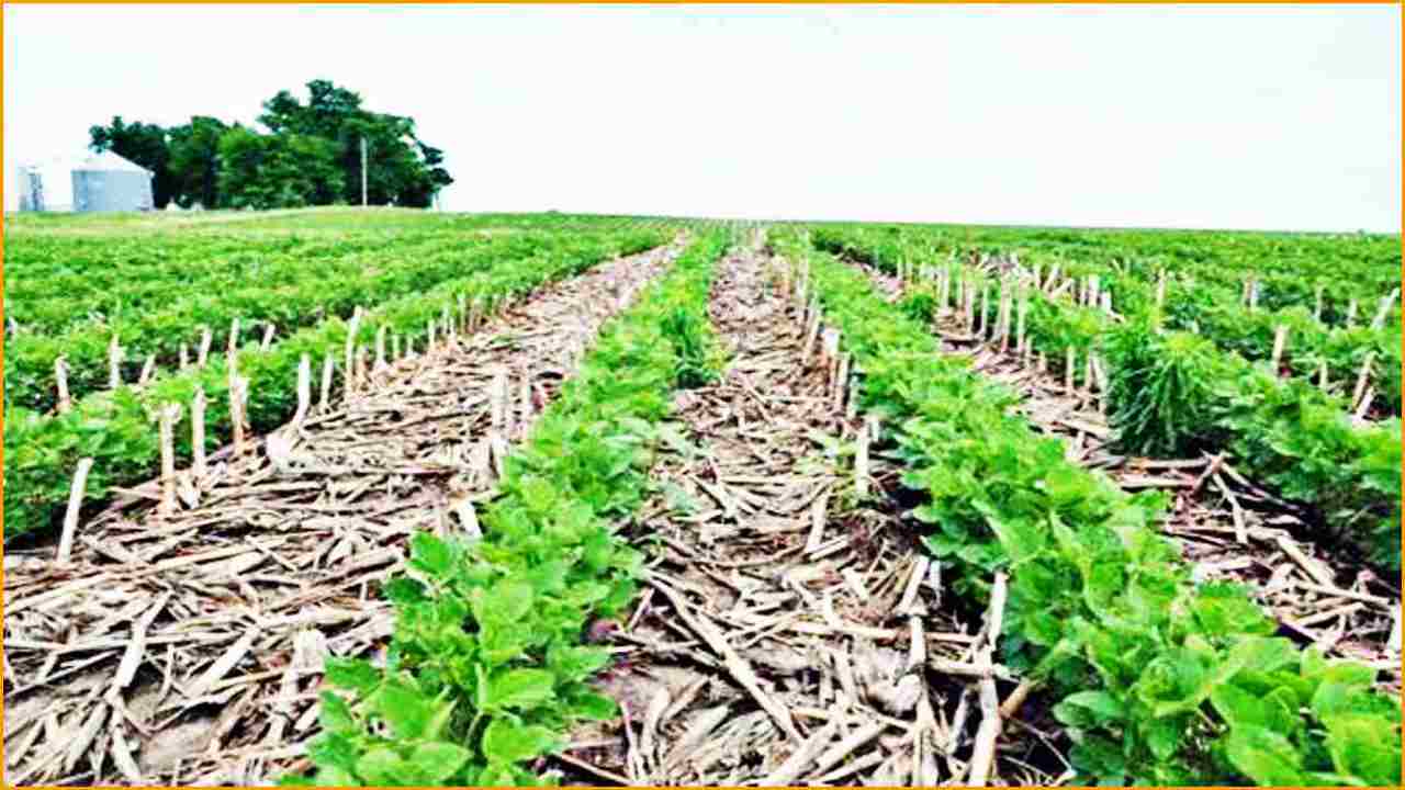 ખેતીને સરળ બનાવે છે NO-till ફાર્મિંગ, ઓછા ખર્ચે મળે છે બંપર ઉત્પાદન ...