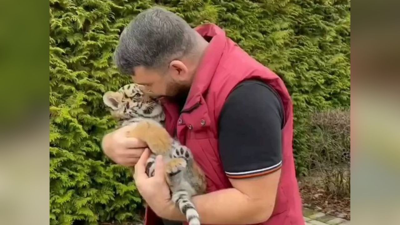 મનમોહક દ્રશ્ય... માણસે નાનકડા વાઘને તેના ખોળામાં કર્યો વહાલ, જોવા જેવા ...