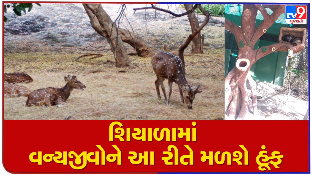 Rajkot: અબોલ પ્રાણી અને પક્ષીઓને આકરી ઠંડીમાં હૂંફ આપવા માટે કરવામાં ...