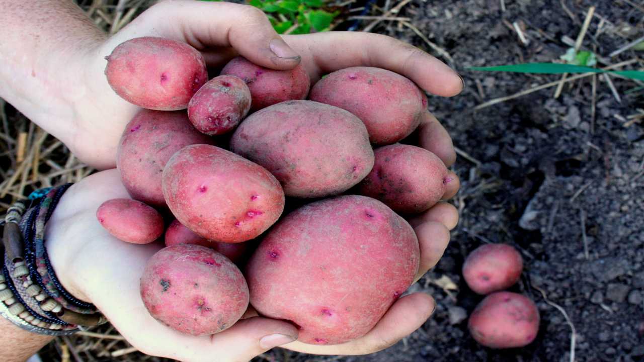 Red Potato Farming: લાલ બટાકાની ખેતીથી ખેડૂતો કરી શકે છે લાખોમાં કમાણી ...
